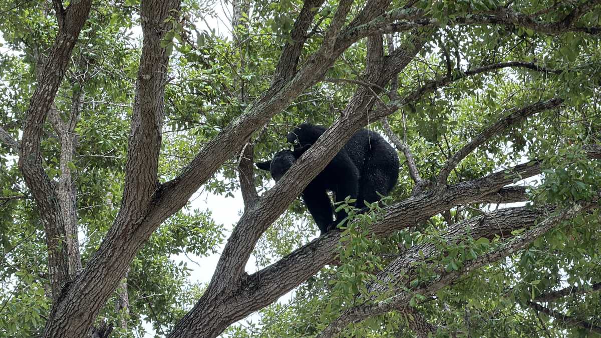 Black bear climbs tree in Collier County before running across roadway