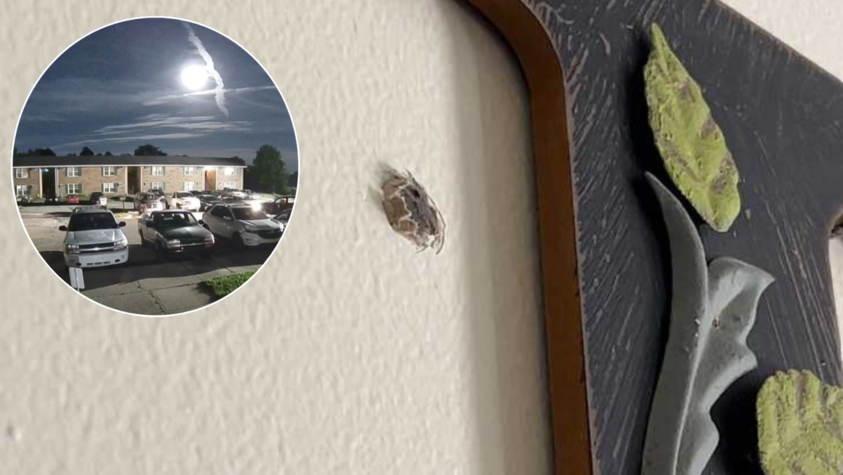 Ring video captures chaos as police say Indiana man fired into ...