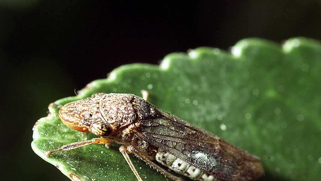 Northern California counties face infestation alert after invasive ...