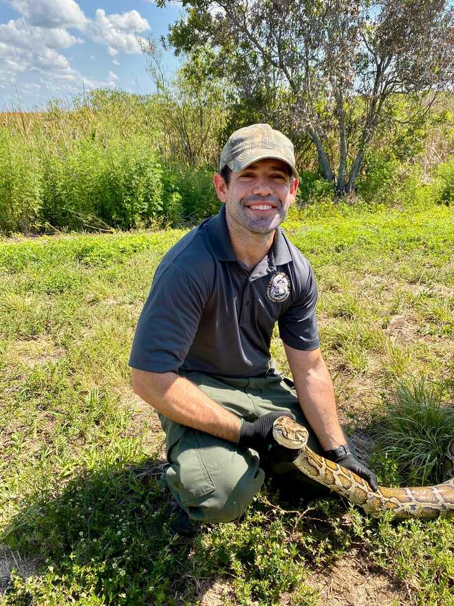 Raccoons, possums with tracking devices used to locate pythons