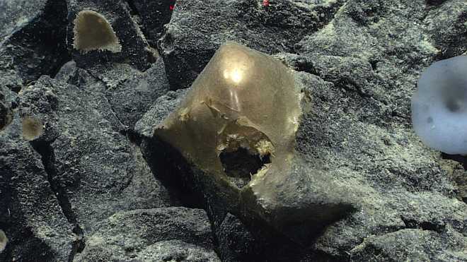 Scientists identify mysterious 'golden orb' found on ocean floor