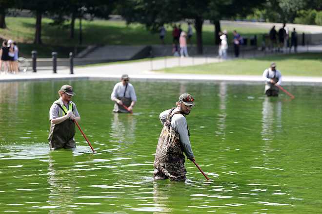 Lincoln Memorial reflecting pool turns green again in D.C.