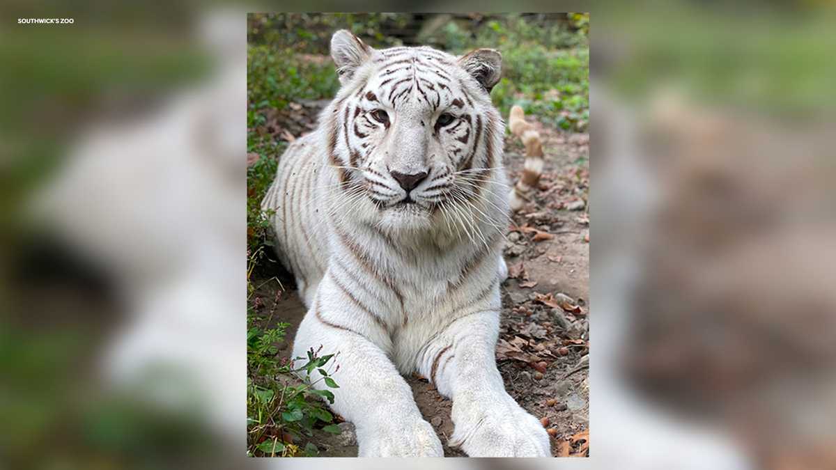 Southwick's Zoo announces death of cherished white tiger Taj