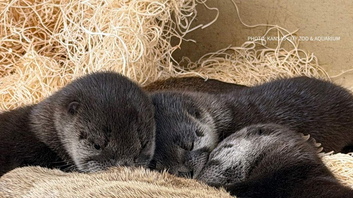 Kansas City Zoo reveals names of 3 baby otters
