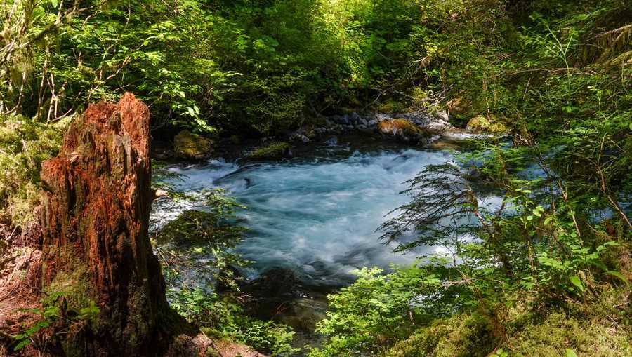 Remains found at Olympic National Park identified after 26 years - WJCL