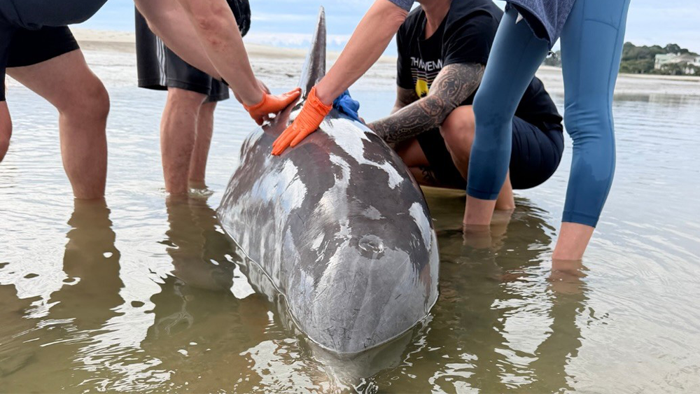Crews race to save stranded dolphin on Hilton Head Island - WJCL
