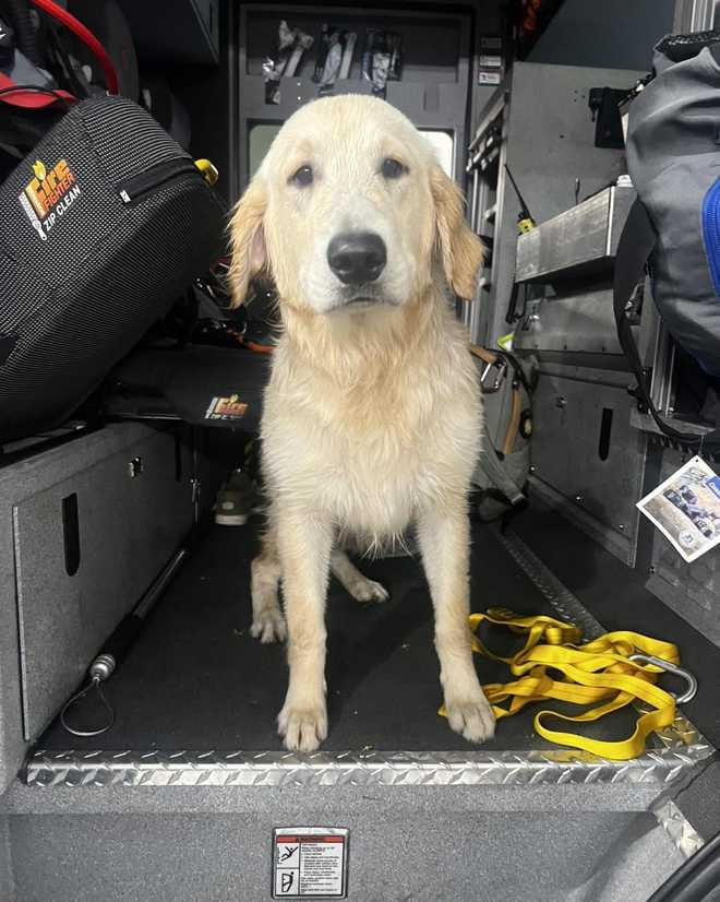 Cape Coral firefighters rescue dog from canal, seek owner