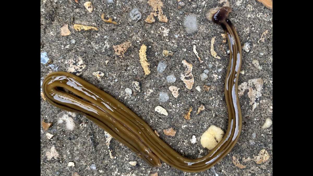 Invasive worm captured in Warren County
