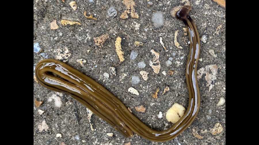 Invasive worm captured in Warren County