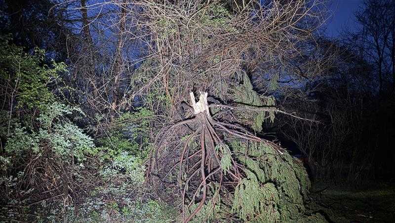 Lightning strike fire to downed trees: Tuesday storms cause damage in ...