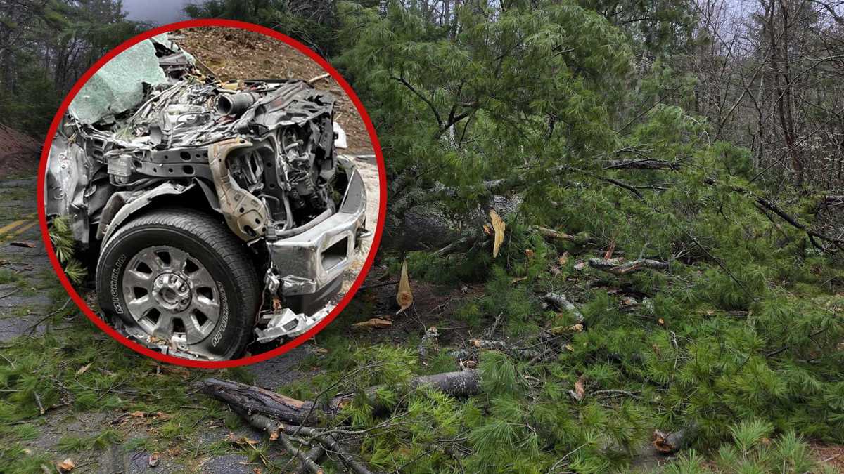 Pickup struck by falling tree in Mass. state forest, occupants injured