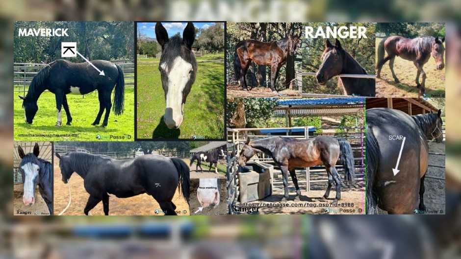 Calif. deputies seek tips after man tries to sell stolen horses