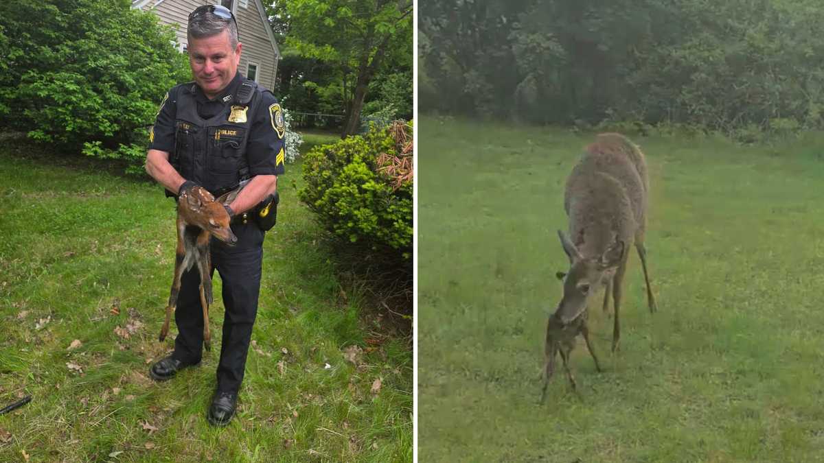 Fawn rescued from basement of burned-out home - WJCL