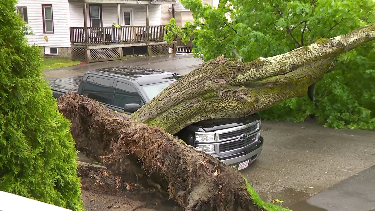 Strong winds, rain cause tree damage and outages across eastern ...