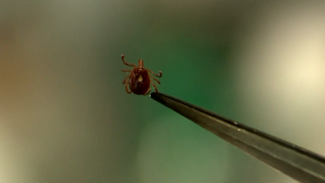 2026 tick season off to a severe start