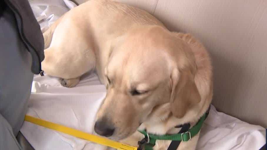 Therapy dog Ursa helps calm children at Penn State Health Golisano ...
