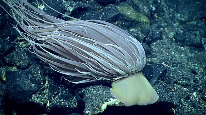 Scientists identify mysterious 'golden orb' found on ocean floor