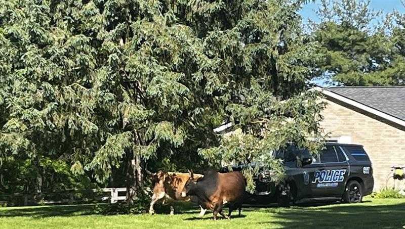 Steered wrong: Colerain Twp. police work to round up escaped bulls from ...