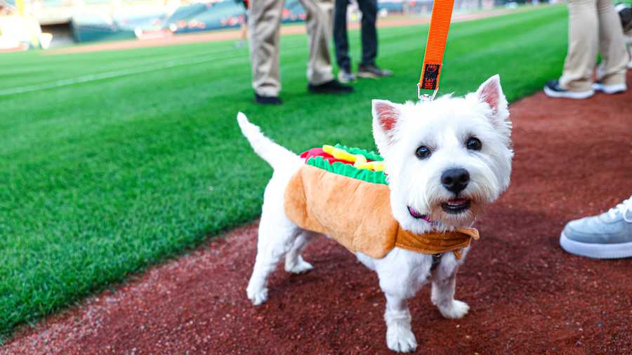 Orioles promotions include Snowball Truck Tour, Bark at the Park