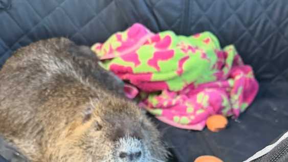 New Orleans icon Neuty the Nutria dies after cancer battle