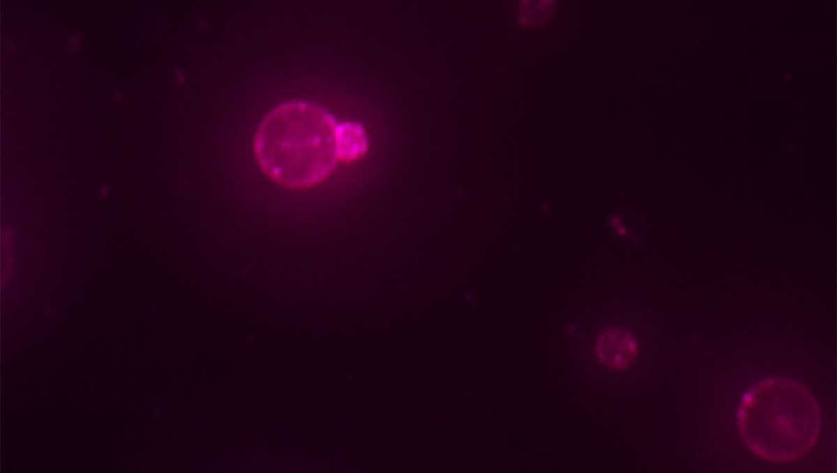 Scientists say they've built a cell from scratch for the first time - WJCL