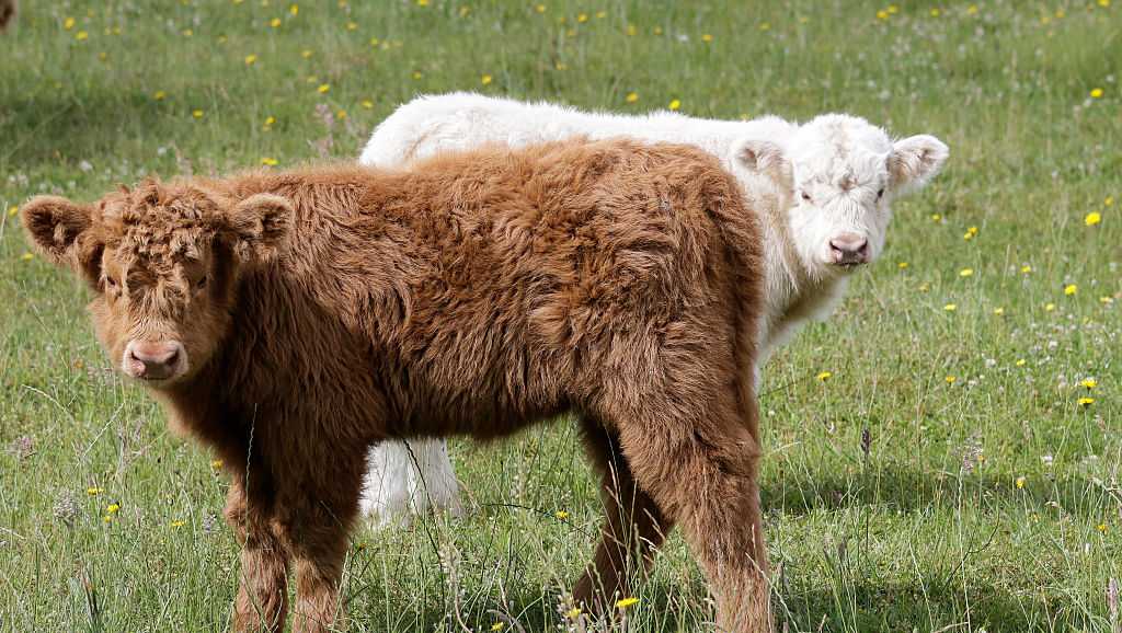 Monterey Mini Cow Company pauses public tours amid county compliance ...