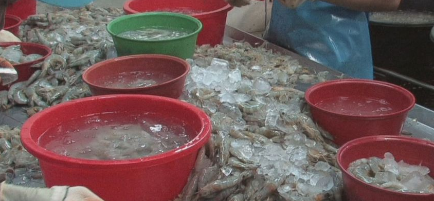 Hurricane Matthew brings bigger shrimp to the Lowcountry