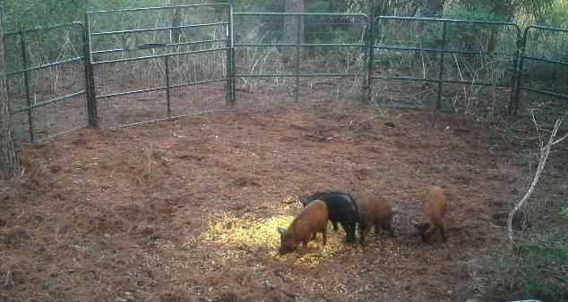 Wild hogs damaging Savannah neighborhood