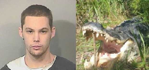 Burglar who hid from police eaten by alligator, police say