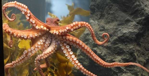 Police: Octopus found in boy's throat; man arrested