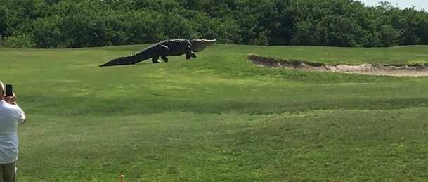 Giant alligator ignores people, strolls across Florida golf course