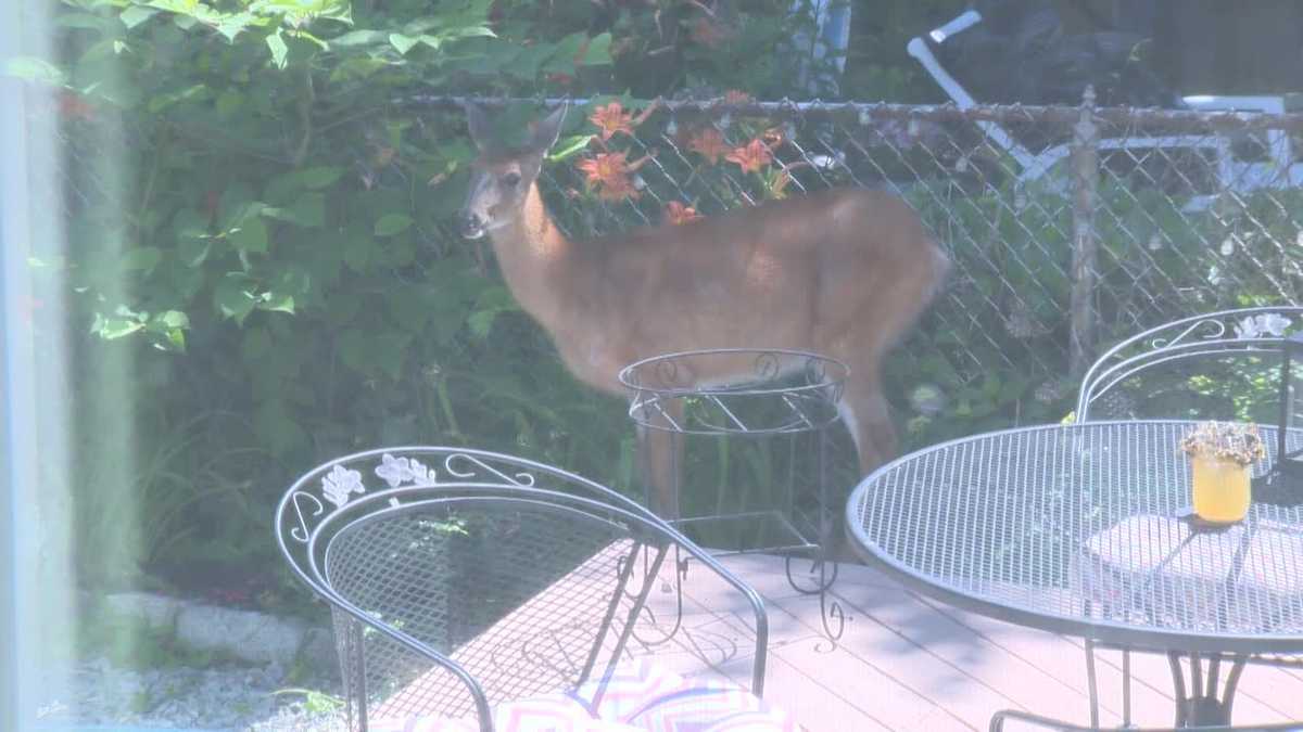 Deer caught on camera in South Boston
