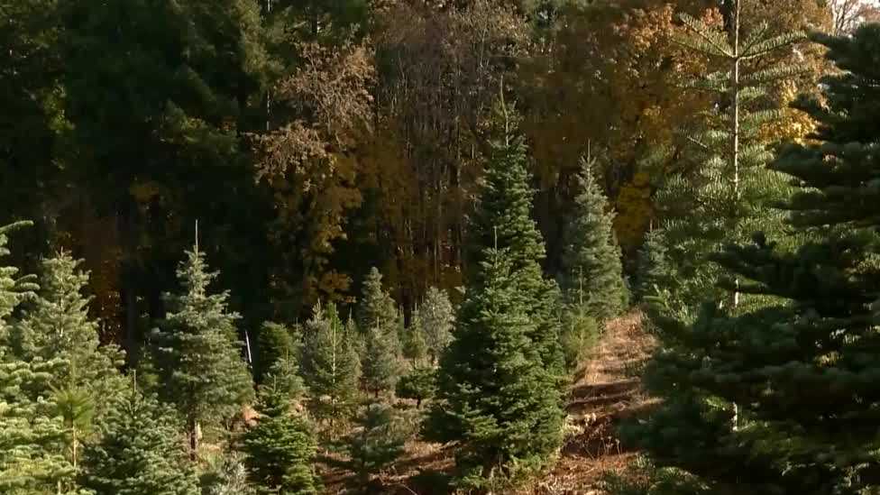April weather cut down this year's Sierra Christmas tree crop