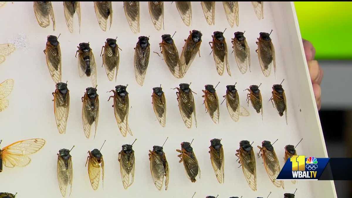 'The Bug Guy' on what to expect from this year's cicada brood