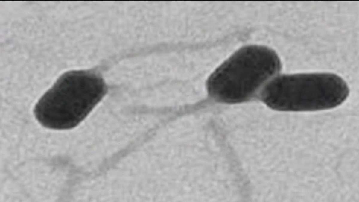 Officials warn of vibrio vulnificus