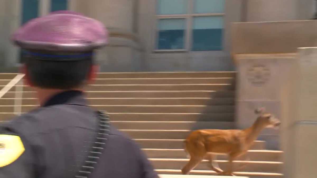 RAW: Friendly deer interrupts police interview