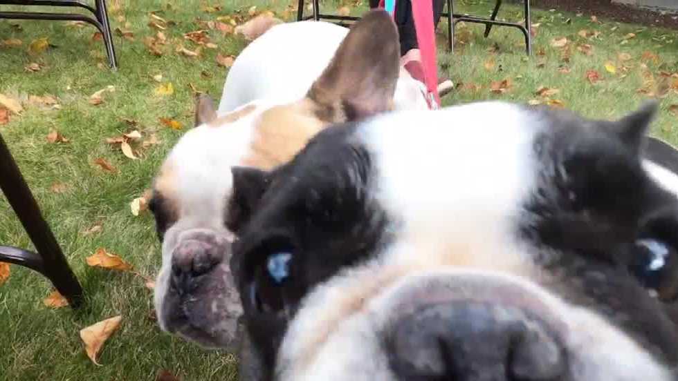 NH churches celebrate pets at annual blessing of the animals