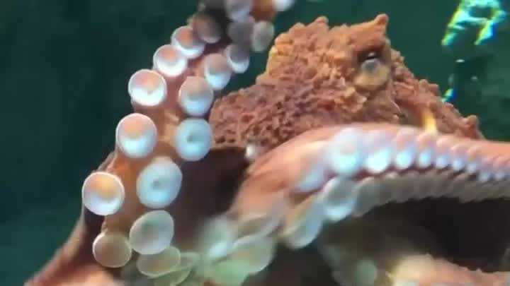 Big octopus to grow even larger