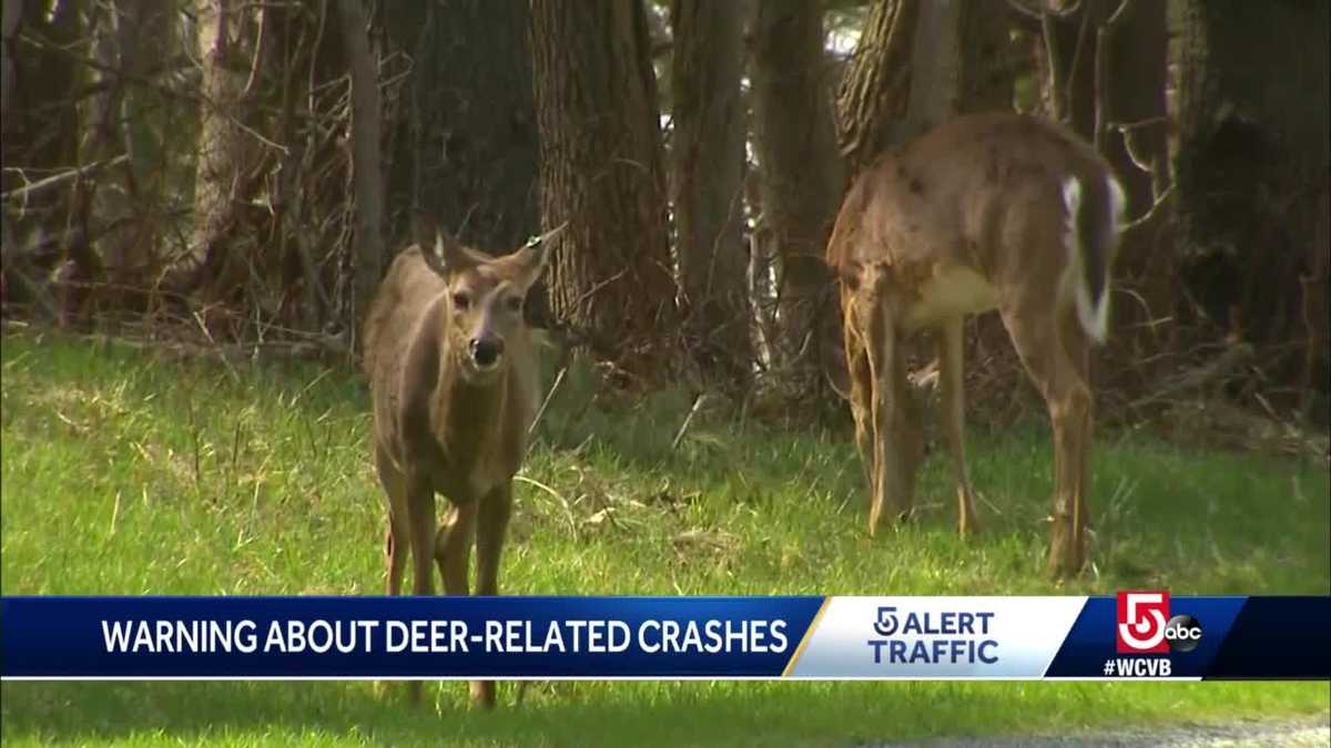 AAA warns about deer-related crashes