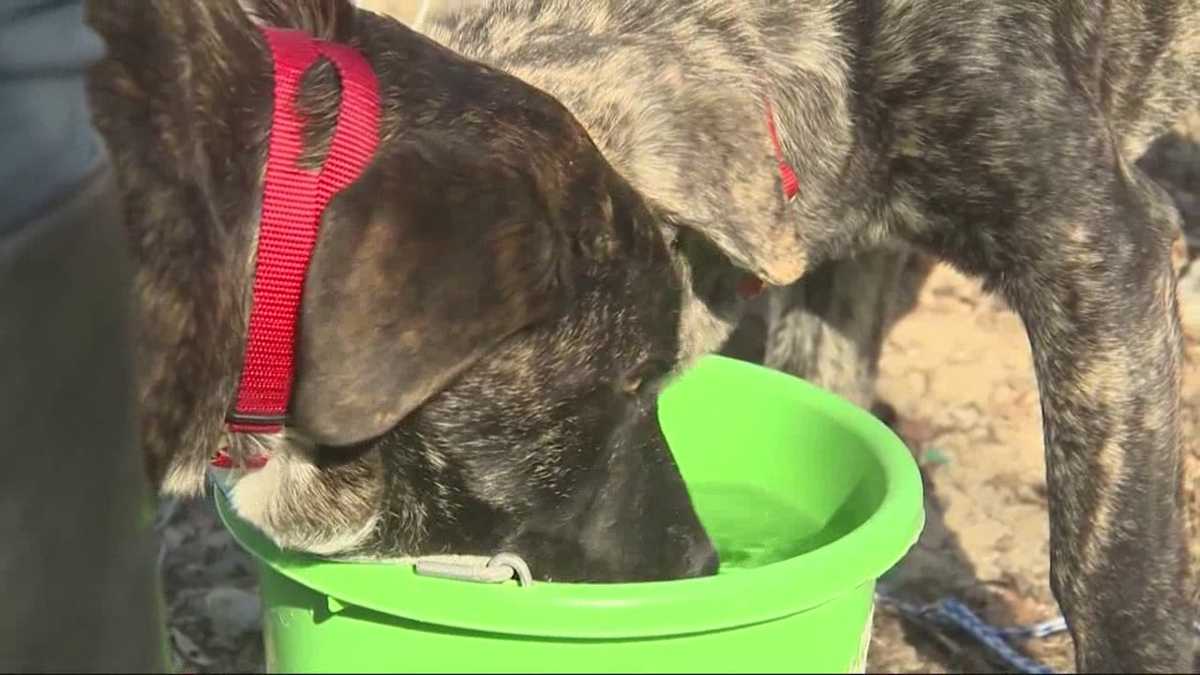 2 puppies rescued from Avon swamp