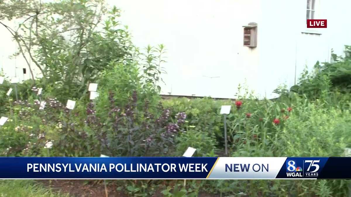 Gardeners, farmers across Pennsylvania celebrate pollinator week