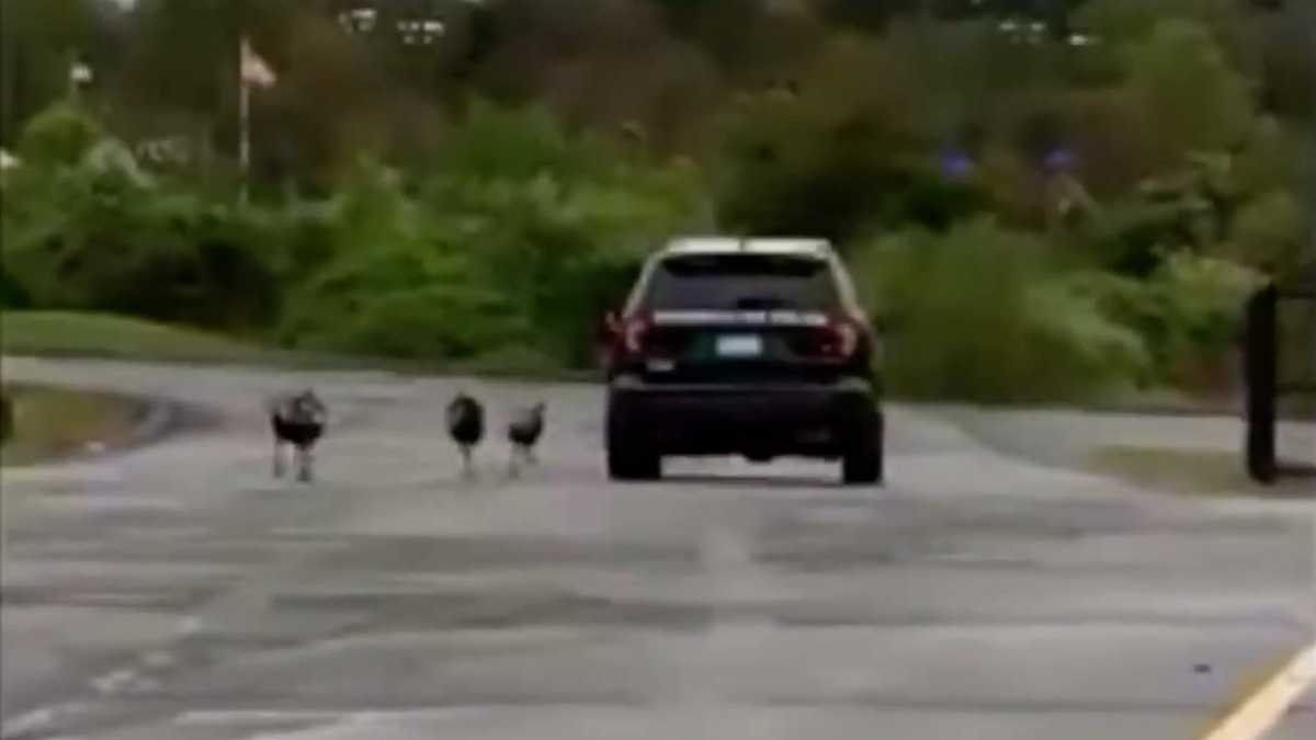 Cops and Gobblers: Turkeys attack police car, chase after vehicle ahead ...