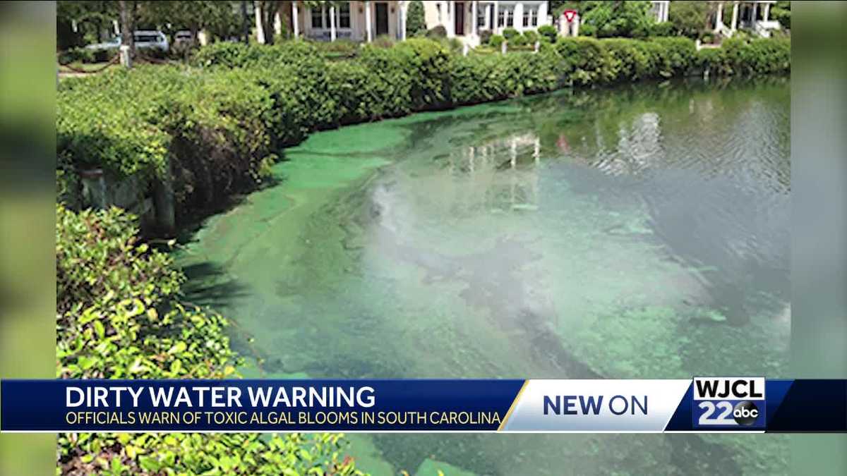 'Dirty Water: DHEC issues warning for South Carolina swimmers, pets ...