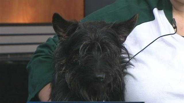 Upcoming Pet Walkathon to support HAWS