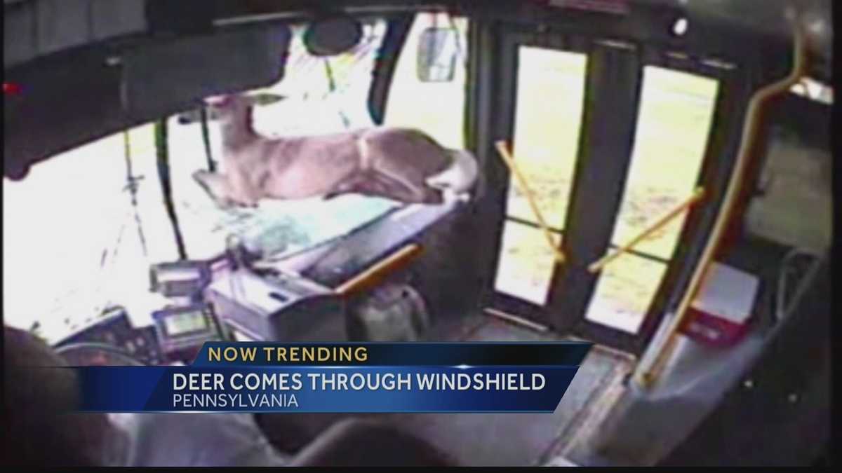 Deer crashes through bus window