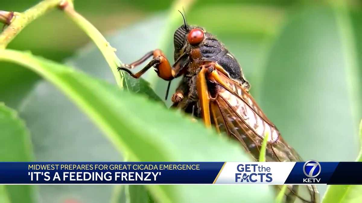 Midwest braces for billions more bugs during great cicada emergence