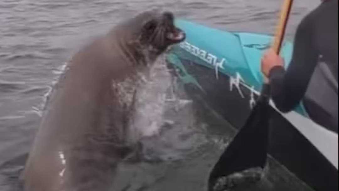 Outrigger race turns wild as sea lion hops aboard crew’s canoe - WJCL