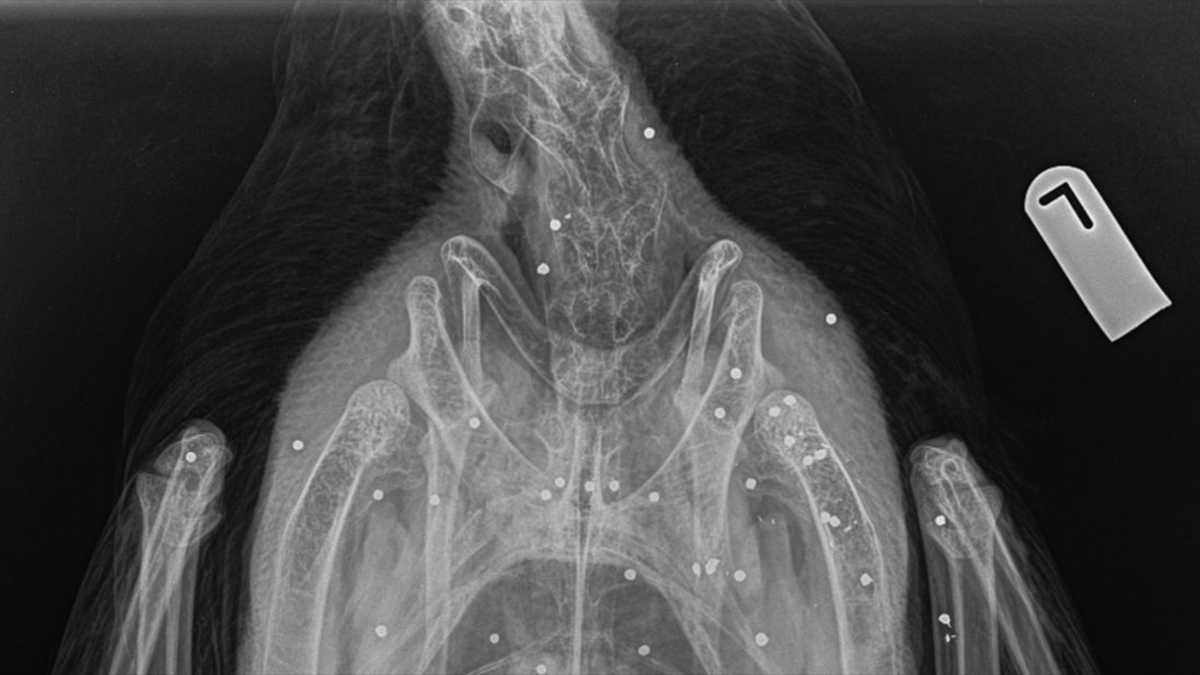 X-ray footage shows swan was ﻿'peppered' with pellets in ﻿'senseless' act