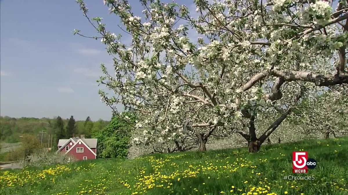 Classic Chronicle: Spring blooms in Western Massachusetts