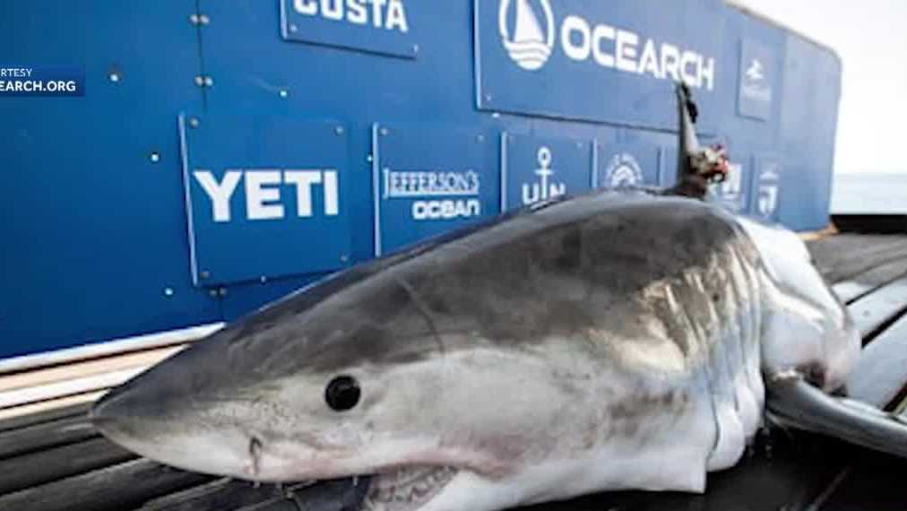 9-foot great white shark pinged 100 miles off Jenness Beach